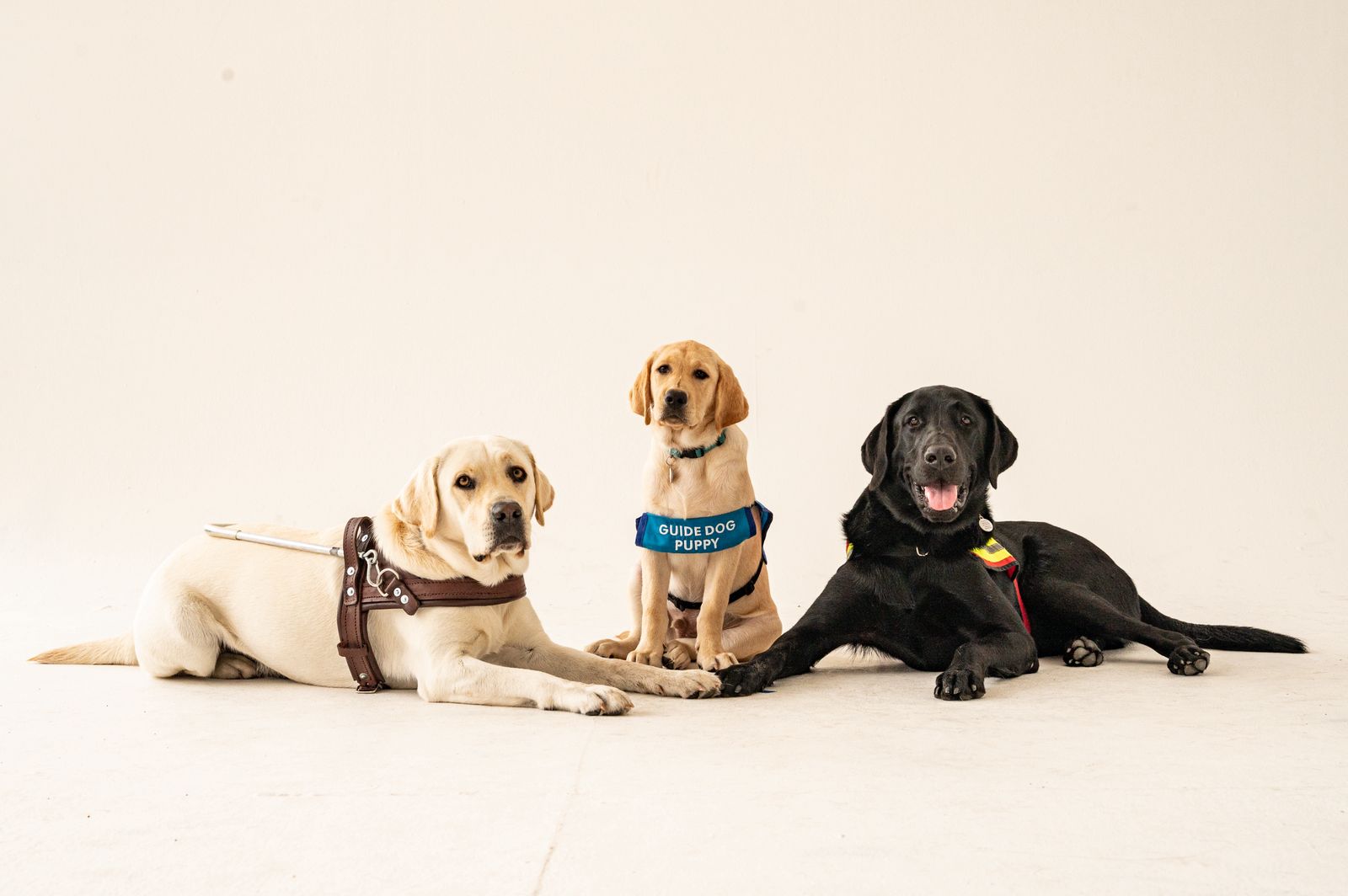 Community: The SA Guide Dogs Association launches Wear Your Shades Day ...